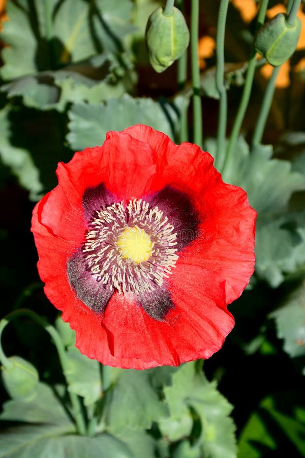 Red poppy in full bloom. stock photo. Image of full - 124763666