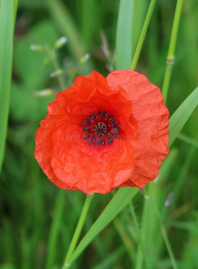 Red Poppy in Full Bloom in a Wild Flower Area Stock Photo - Image of ...