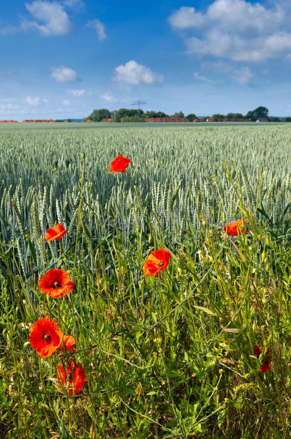 Red poppy. Germany stock photo. Image of country, flower - 24784332