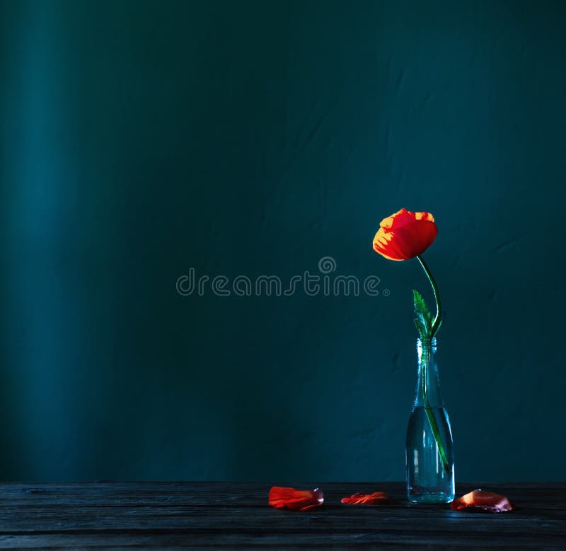 Poppy in Glass Bottle on Blue Background Stock Image - Image of bouquet ...