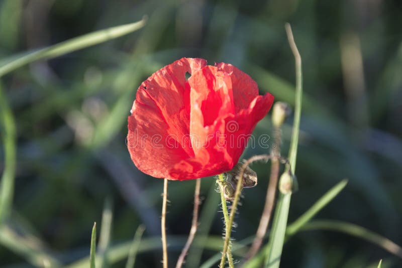 Red poppy in the grass stock image. Image of natural - 246507465