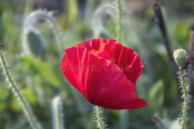 Red poppy in the grass stock image. Image of beautiful - 246507477
