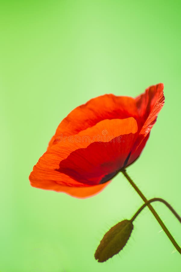 Pressed poppy flower stock photo. Image of blossom, autumn - 4019732