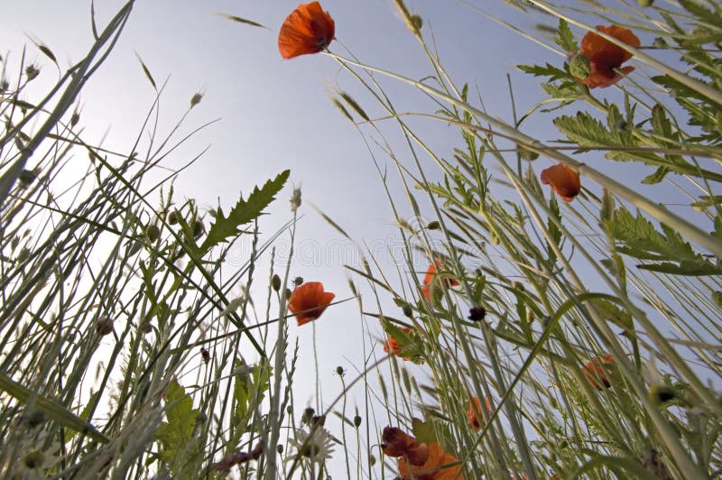 Red poppy from ground stock photo. Image of ncn18, meadows - 5386192