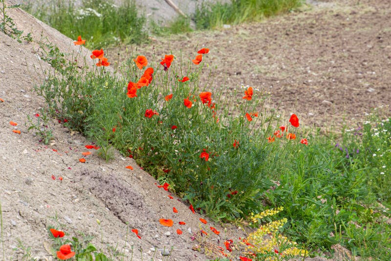 115 Growing Flower Rubble Stock Photos - Free & Royalty-Free Stock ...