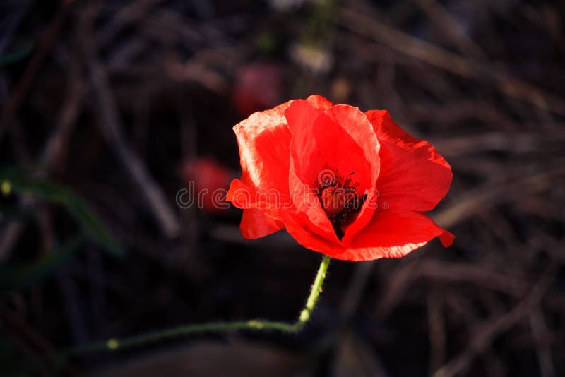 Red Poppy in Harsh Bright Light Against a Brown Earth Background Stock ...
