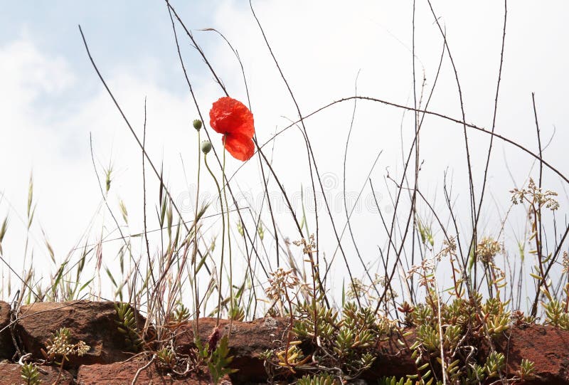 Red Poppy and Herbs in Spring, White Background Stock Photo - Image of ...