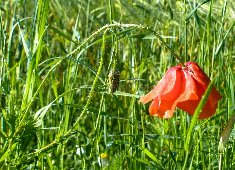 Red poppy hiding grass stock photo. Image of field, poppy - 81711060