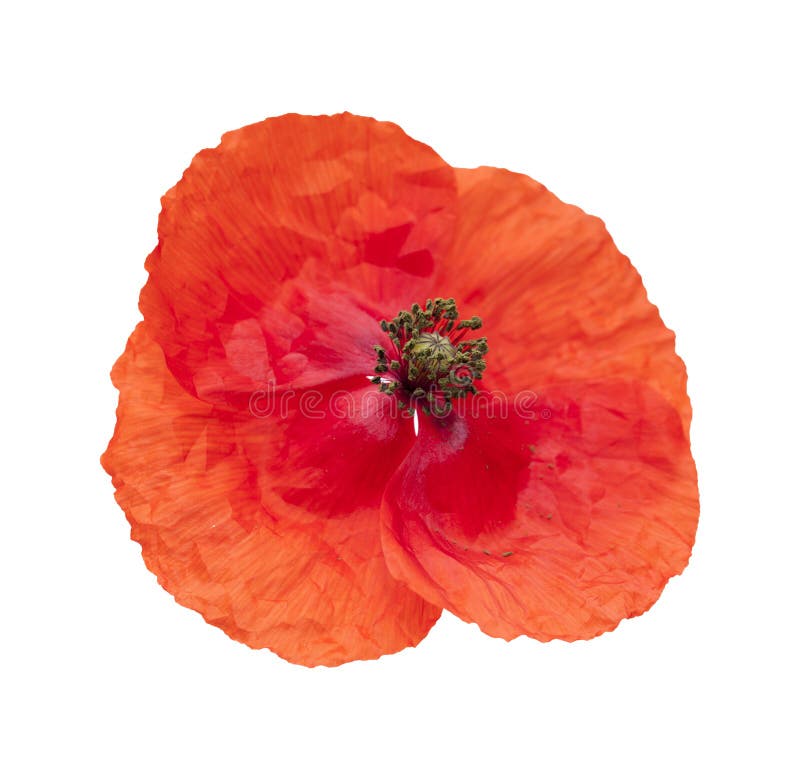 482 Poppy No Background Stock Photos - Free & Royalty-Free Stock Photos ...