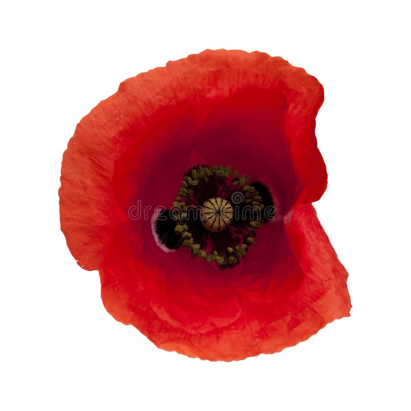 757 Poppy No Background Stock Photos - Free & Royalty-Free Stock Photos ...