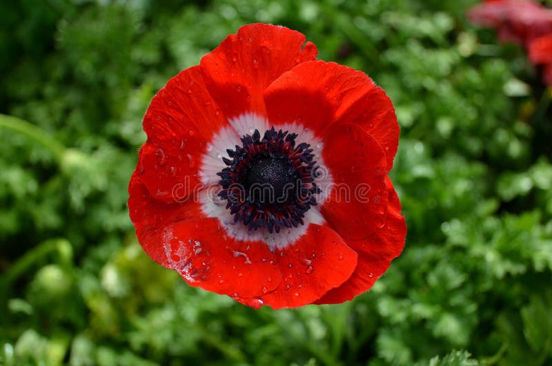 Red poppy isolated stock image. Image of spring, anemone - 67477321