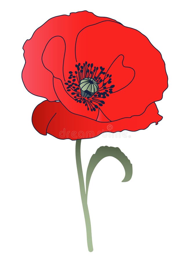 Red Poppy Isolated in a Vector Stock Illustration - Illustration of ...