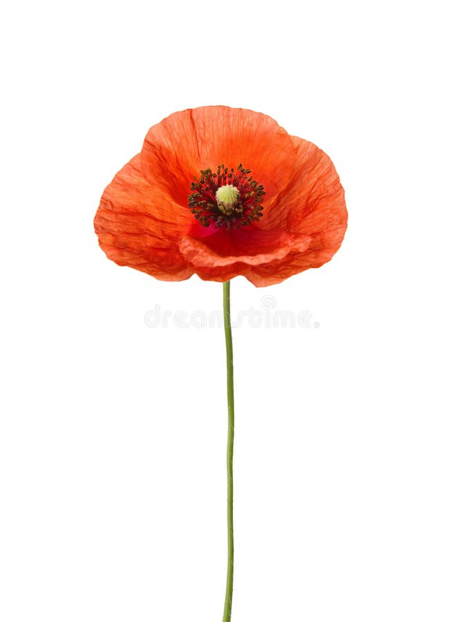 Red poppy. stock photo. Image of botany, color, decorative - 86354824
