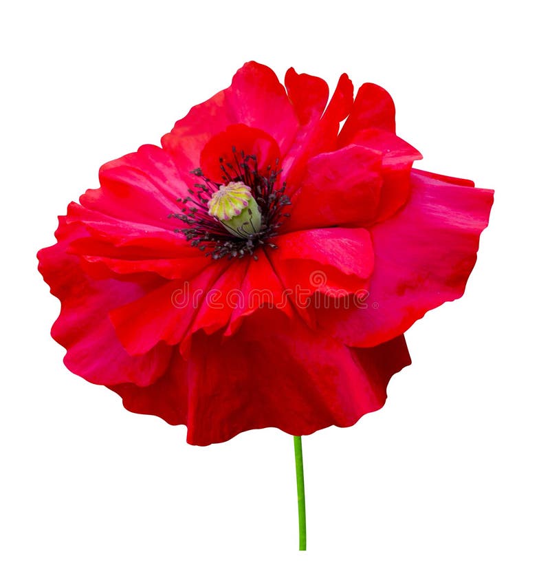 Red Poppy Isolated on White Background Stock Image - Image of ...