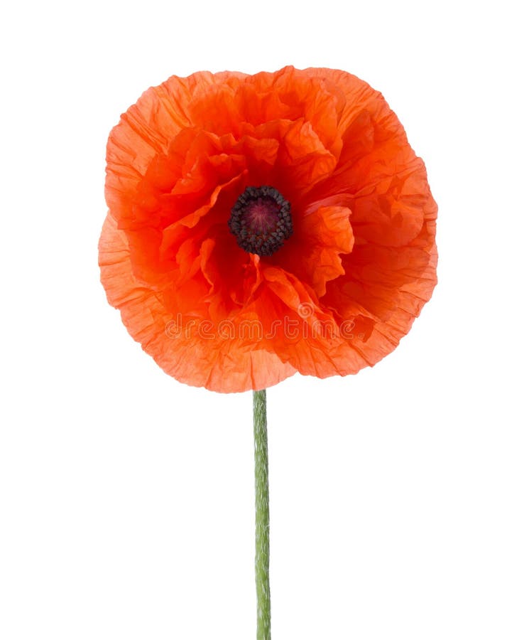 Red Poppy Isolated on White Background Stock Photo - Image of ...