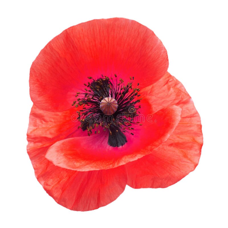 Red Poppy Isolated on a White Background Stock Photo - Image of petal ...