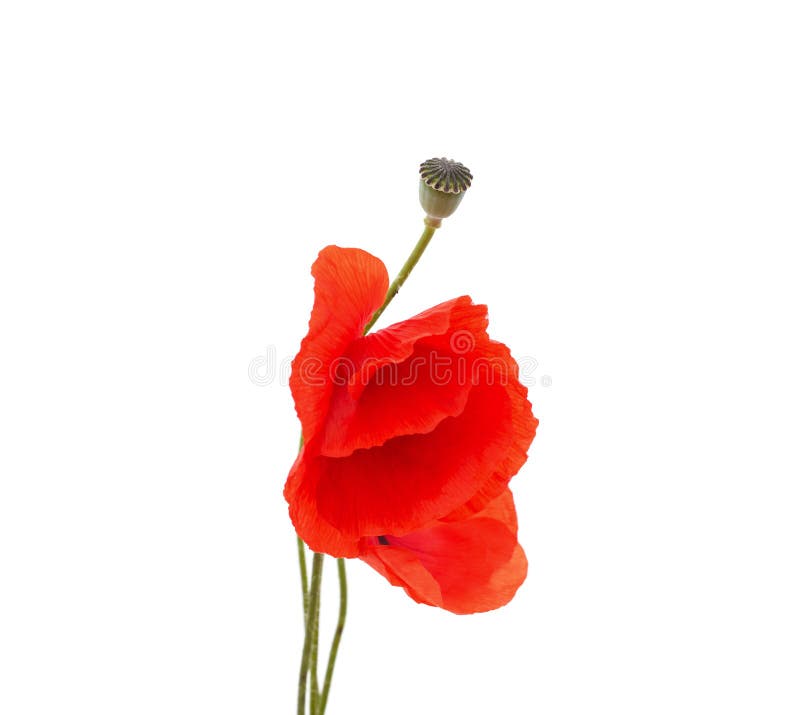 Red one poppy stock image. Image of single, stem, vibrant - 281754851