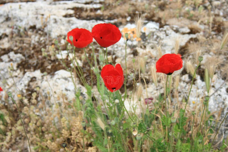 Red poppy stock image. Image of grass, petal, outdoor - 92790735