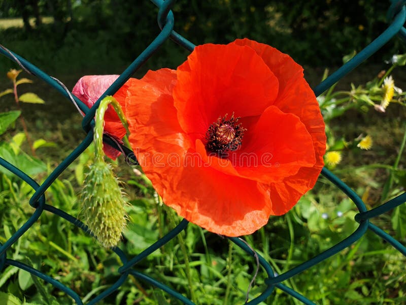 Red Poppy or Papaver Flower Stock Photo - Image of barbed, network ...