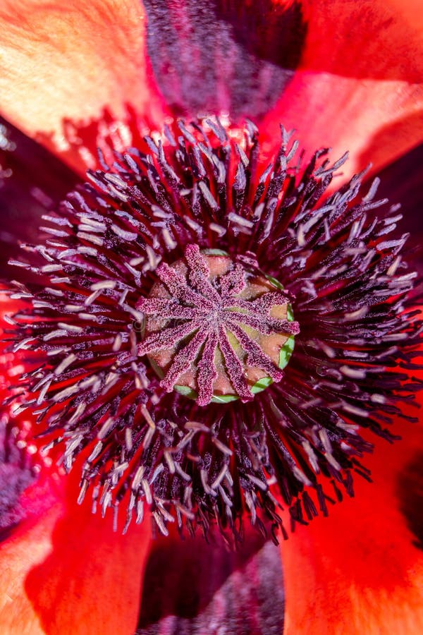 Red poppy Papaver rhoeas stock photo. Image of botany - 185151750
