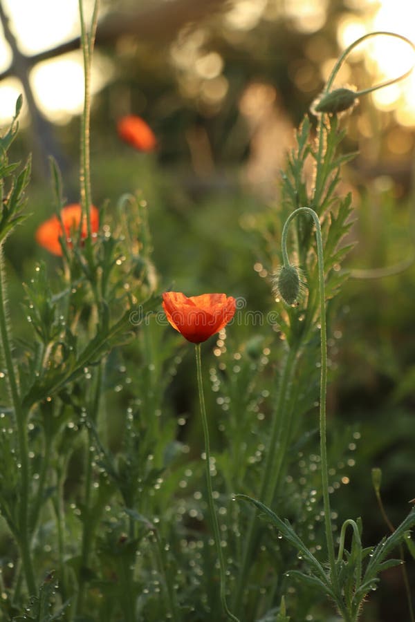 Red Poppy Plants Covered with Dew Drops Outdoors in Morning Stock Photo ...