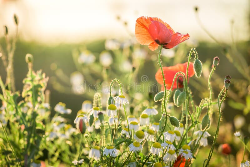 Red Poppy Seed in the Field at Sunset Stock Photo - Image of polish ...