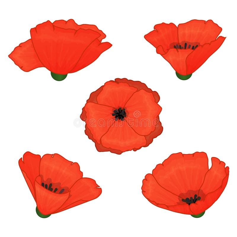 Red Poppy. Set of Flowers on a White Background. Isolated Objects on a ...
