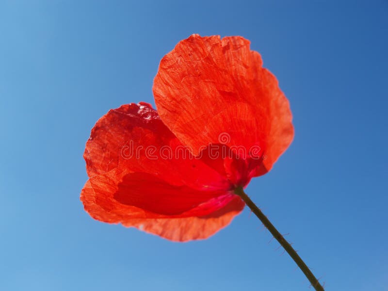 Red poppy with stalk stock image. Image of grow, hairy - 205735