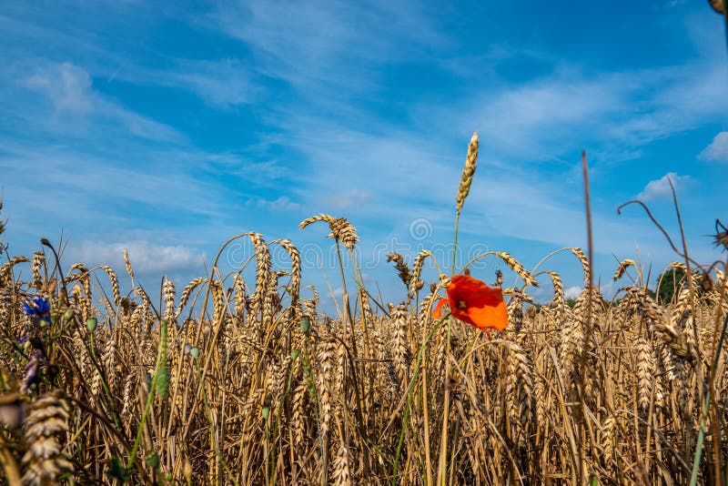 Red Poppy Stands in Front of a Field with Ripe Grain Stock Image ...