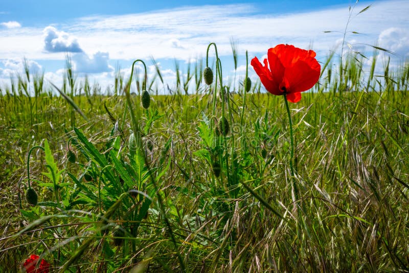 Red Poppy Stands in Front of a Green Cornfield and the Sky is Blue ...