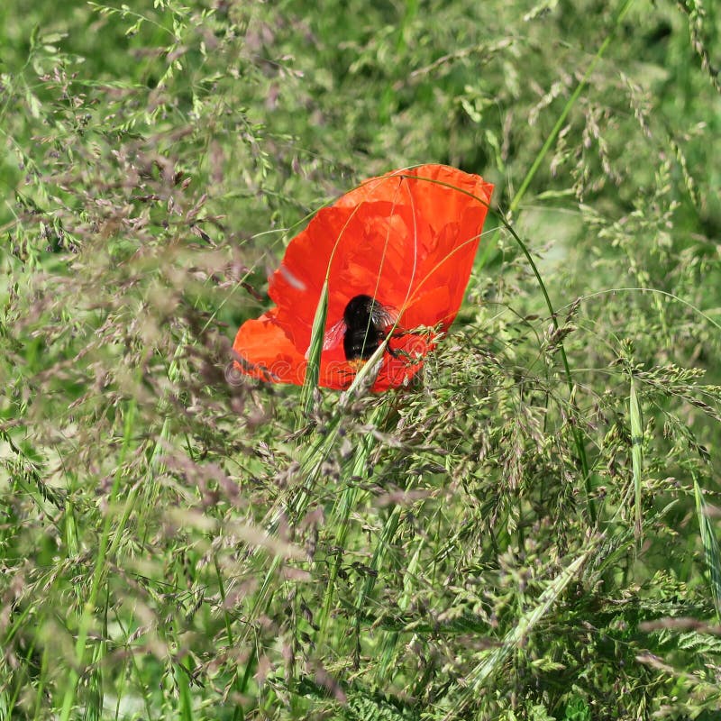Red Poppy, in Summer a Beautiful Color Patch on Field and Meadow Stock ...