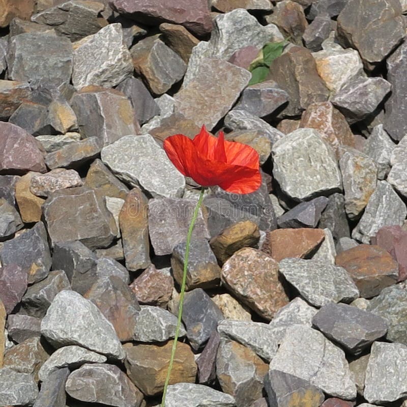 Red Poppy, in Summer a Beautiful Color Patch on Field and Meadow Stock ...