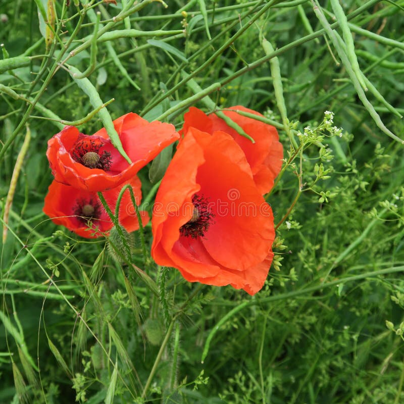 Color Patch Bars on Offset Print Sheet Stock Photo - Image of cmyk ...