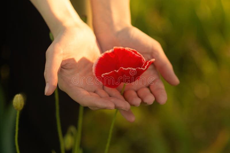 Red Poppy in Sunny Rays in Woman Hands Stock Photo - Image of field ...