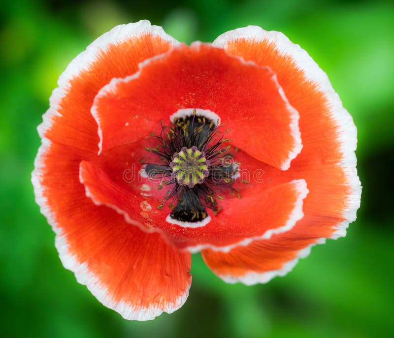 Red poppy top view stock image. Image of beautiful, spring - 143163497