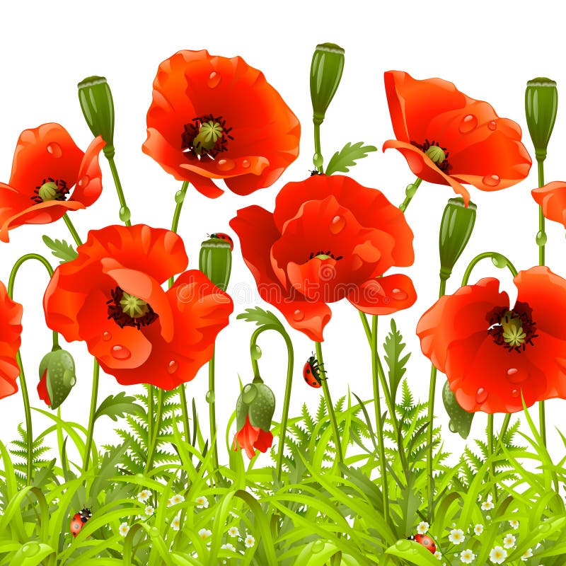 Red Poppy. Vector Seamless Horizontal Border Stock Vector ...