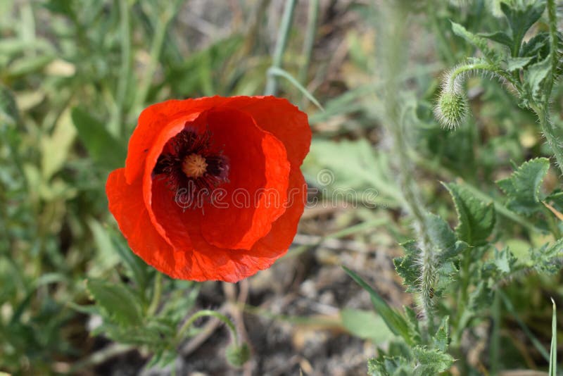 Red poppy stock photo. Image of poppy, explore, outdoor - 96011032