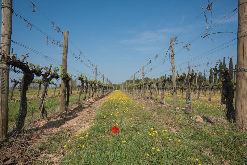 Red Poppy between Vineyard Rows. Stock Photo - Image of poppy ...