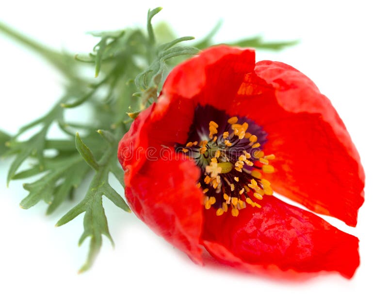 Red Poppy on a White Background Stock Photo - Image of flower, nature ...
