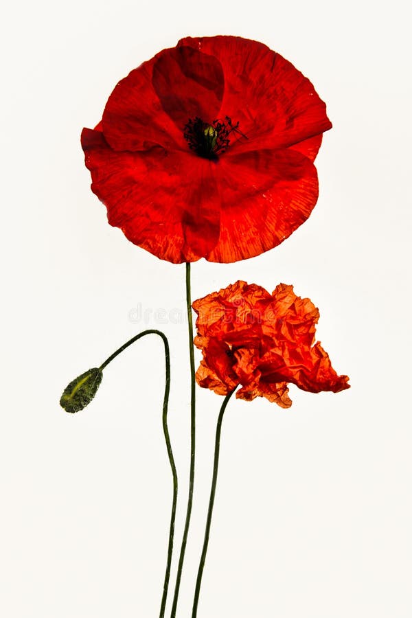Red Poppy on White Background Stock Photo - Image of floral, bright ...