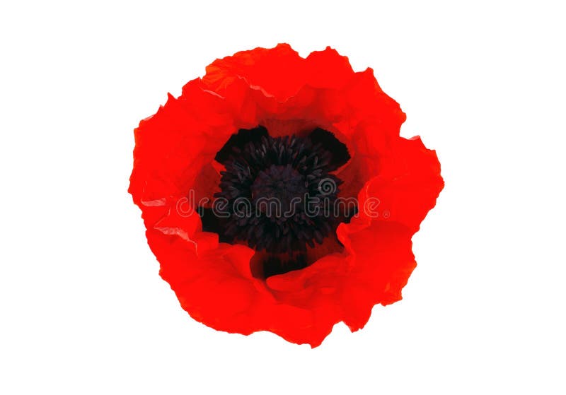 Red Poppy on White Background Stock Image - Image of fragility, blossom ...