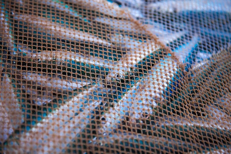 La Red Es Llena De Pescados. ¡Retén Agradable! Imagen de archivo ...