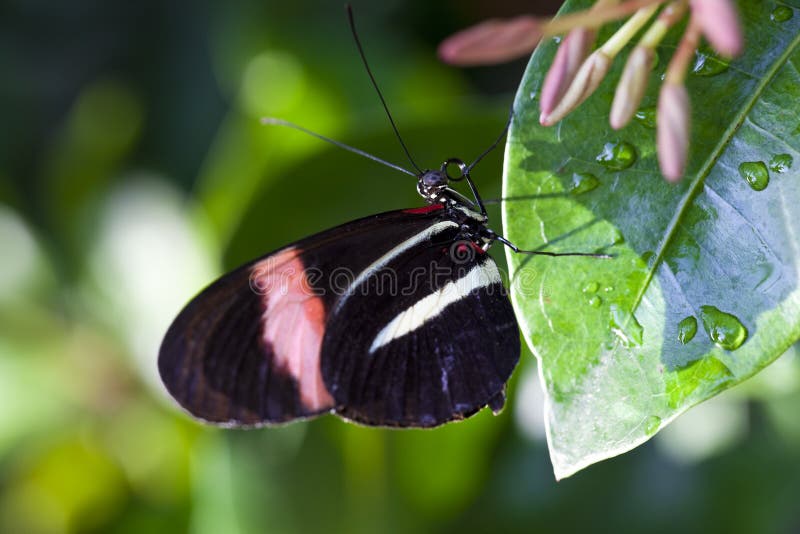 Red Postman Butterfly stock image. Image of butterfly - 28483939