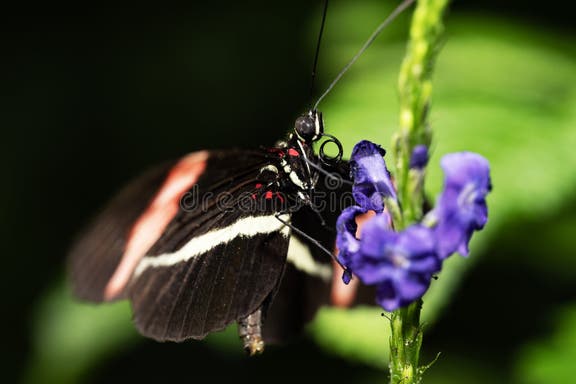 Red Postman Butterfly stock photo. Image of brushfooted - 352474360 Red Postman Butterfly stock photo. Image of brushfooted - 352474360