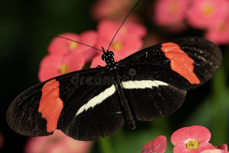A Red Postman Butterfly stock photo. Image of butterflies - 310612908