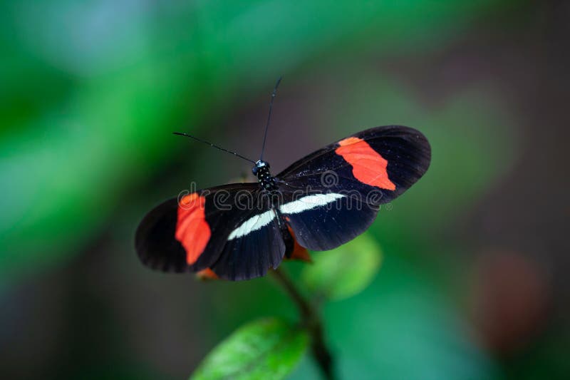 Red Postman Butterfly, Heliconius Erato Stock Image - Image of insect ...