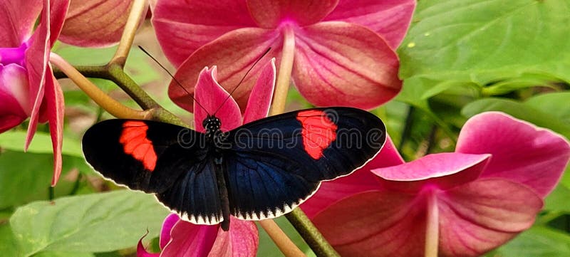 Red Postman Heliconius Melpomene Stock Image - Image of flower, purple ...