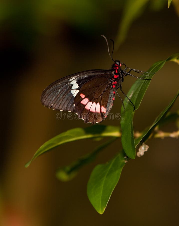 Red Postman Mimic Butterfly Stock Photo - Image of mimic, heliconius ...