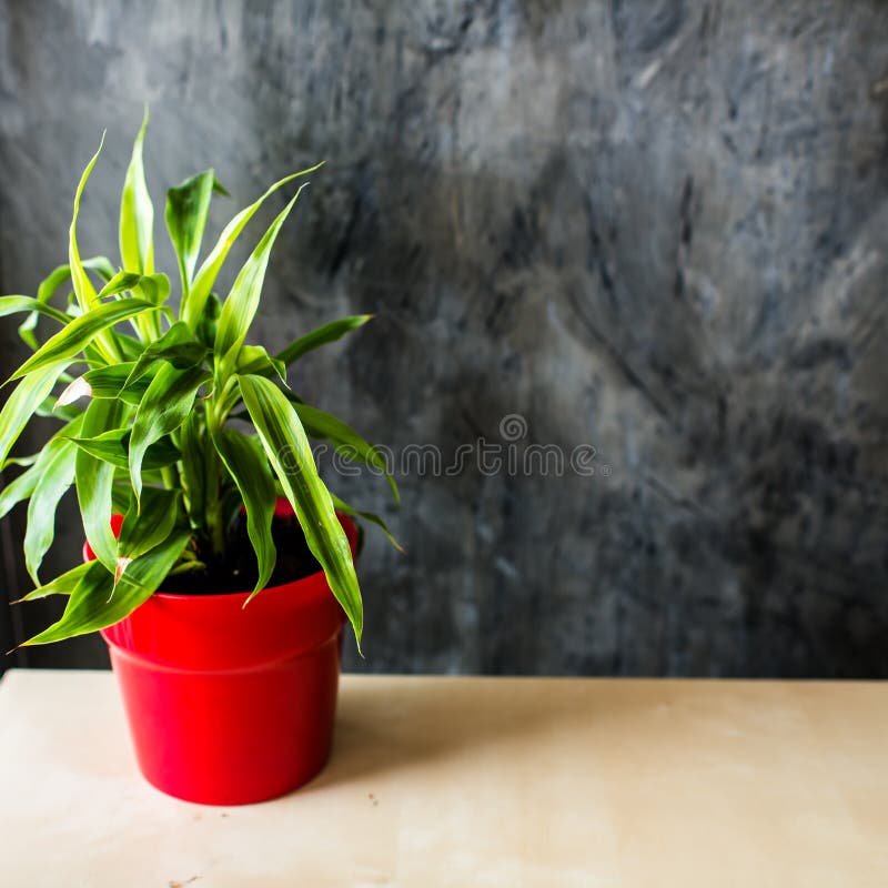 Red Pot with Green Plant on Table. Stock Photo - Image of nature ...