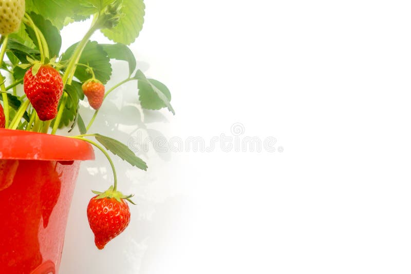 Red Pot of Strawberry Plant on White Stock Photo - Image of closeup ...